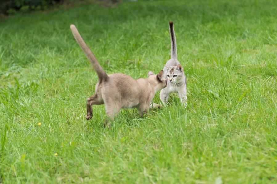 Wie gewöhne ich eine Babykatze an die alte Katze? - wisentinsel.de