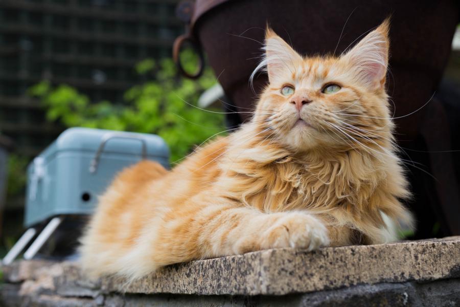 Wie schwer kann eine Maine Coon Katze werden? - wisentinsel.de